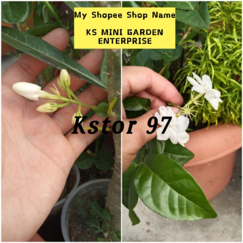 Jasmine Live plant anak pokok bunga melur 茉莉花 | Shopee Malaysia