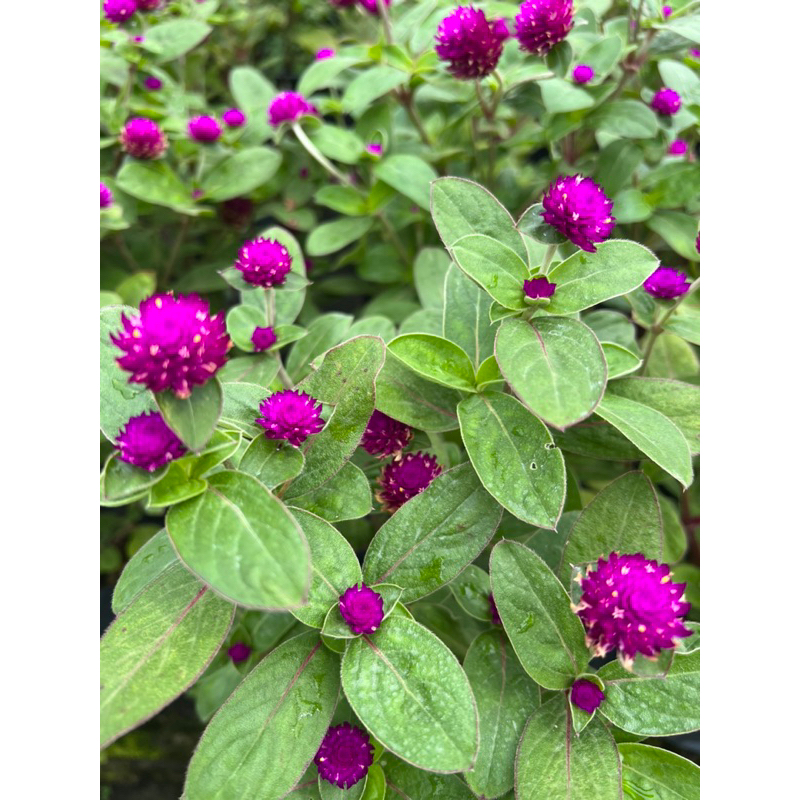 Gomphrena Globosa Flower - Bunga Butang Pokok Hidup | Shopee Malaysia