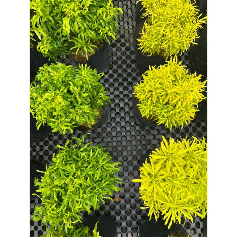 Pokok Tong Mas dalam polybag Hijau / Emas | Shopee Malaysia
