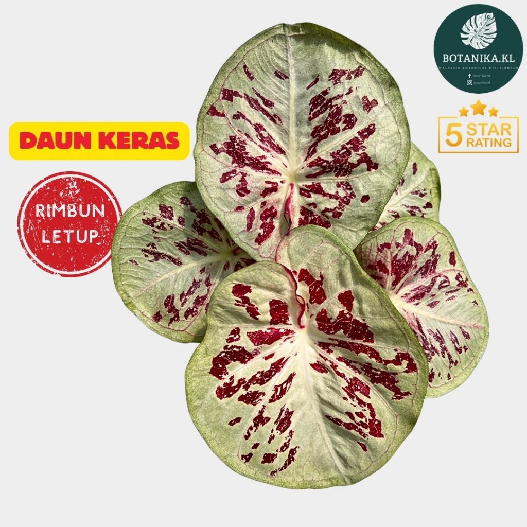[Botanika.KL] Rimbun Letup Caladium One World RARE🍀 Pokok Keladi Pokok ...