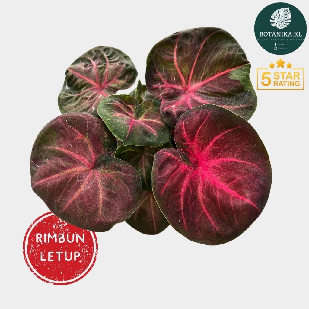 [Botanika.KL] RIMBUN LETUP Caladium Rosie🍀Pokok Keladi Pokok Hiasan ...
