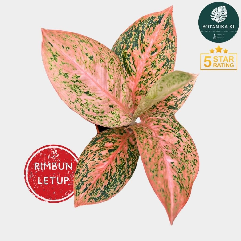 [Botanika.KL] Rimbun Letup Aglaonema Orange Stardust🍀 Pokok Hiasan ...