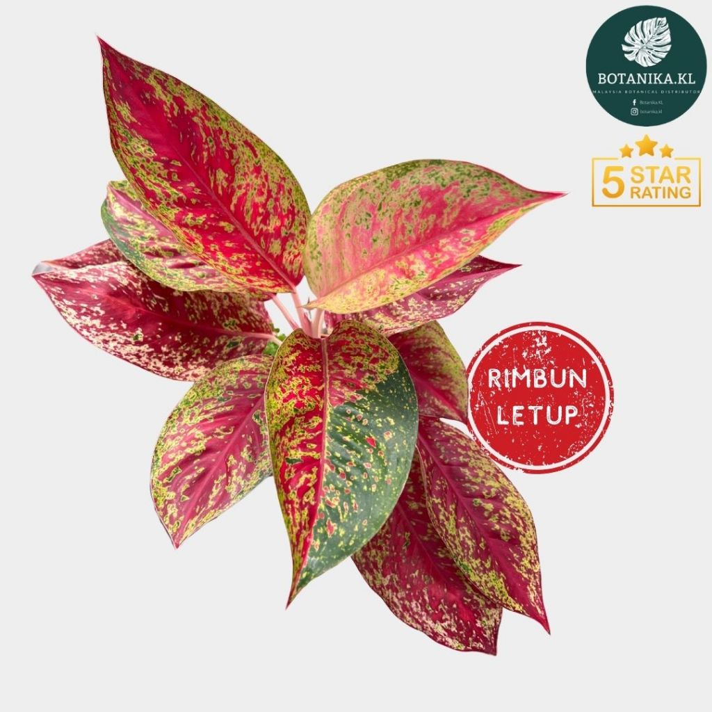 [Botanika.KL] Rimbun Letup Aglaonema Red Spark🍀Pokok Hiasan Dalam Rumah ...