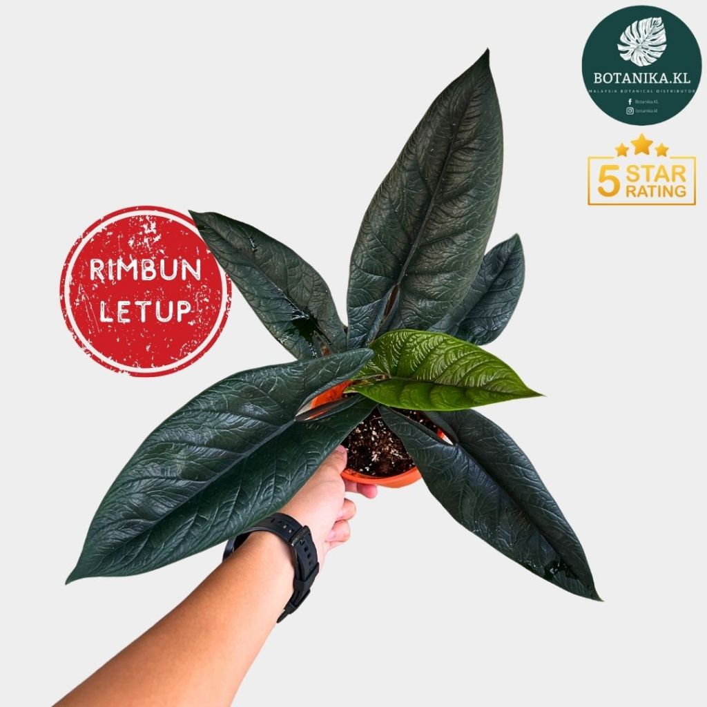 [Botanika.KL] Rimbun Letup Alocasia Scalprum🍀Pokok Hiasan Dalam Rumah ...