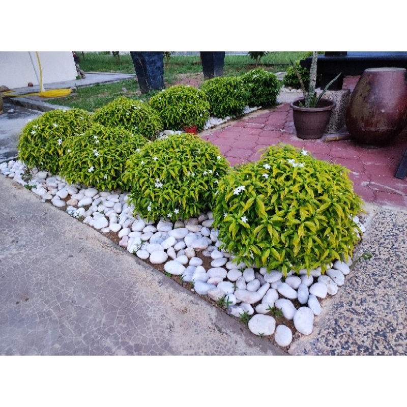 Pokok jasmin / pokok kubur / pokok lanskap / pokok pagar ( hot item ...