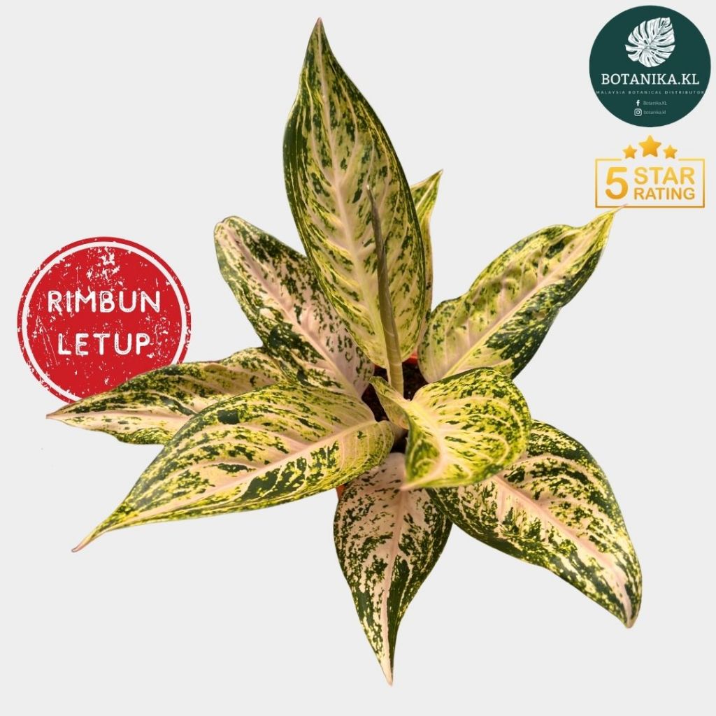 [Botanika.KL] Rimbun Letup RARE Aglaonema Mutiara Siam🍀 Pokok Hiasan ...