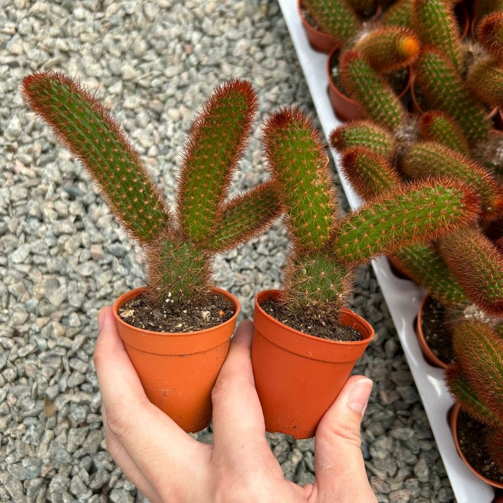 GPS Green Plant Society Live Cactus Type 36 Red Tail 红鼠尾 仙人掌 | Shopee ...