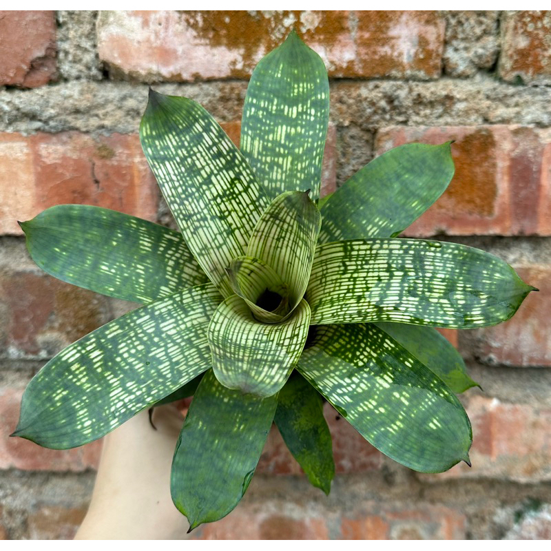 NMS / Bromeliad Vriesea Nova 85mm / Live Plant / Fresh Plant | Shopee ...