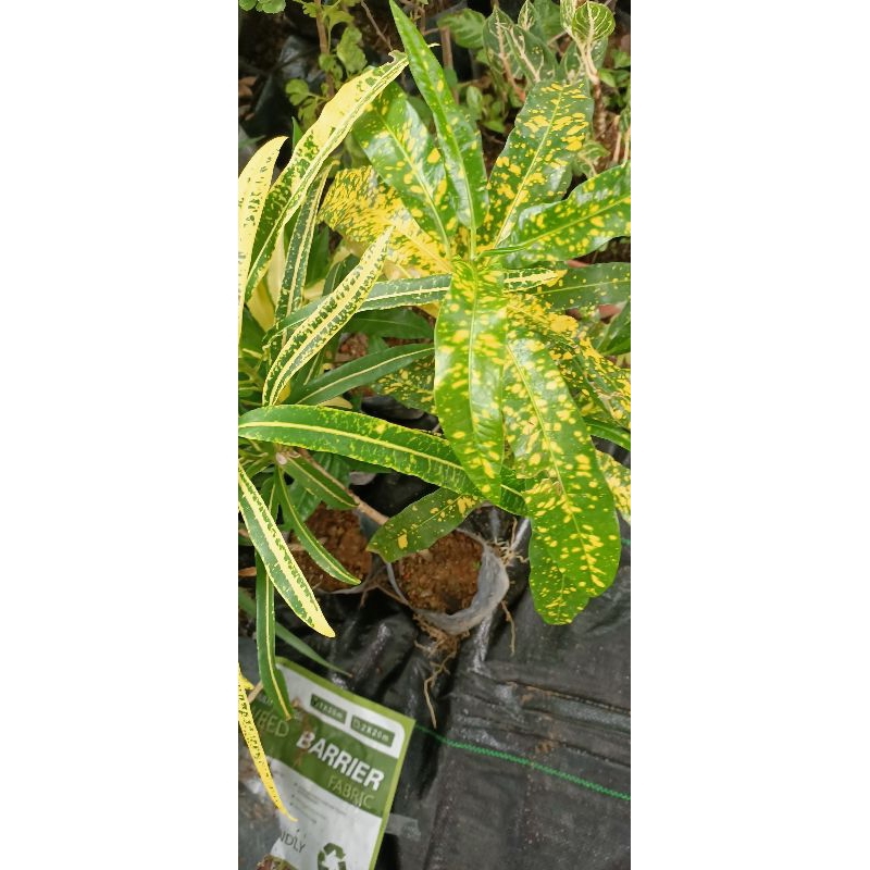PUDING KAMPUNG DAUN BINTIK KUNING DALAM POLIBEG | Shopee Malaysia