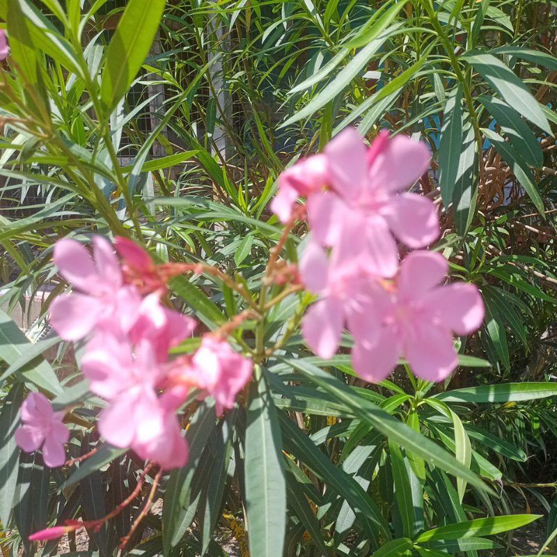 Oleander pink (keratan pokok sahaja Tanpa akar) | Shopee Malaysia