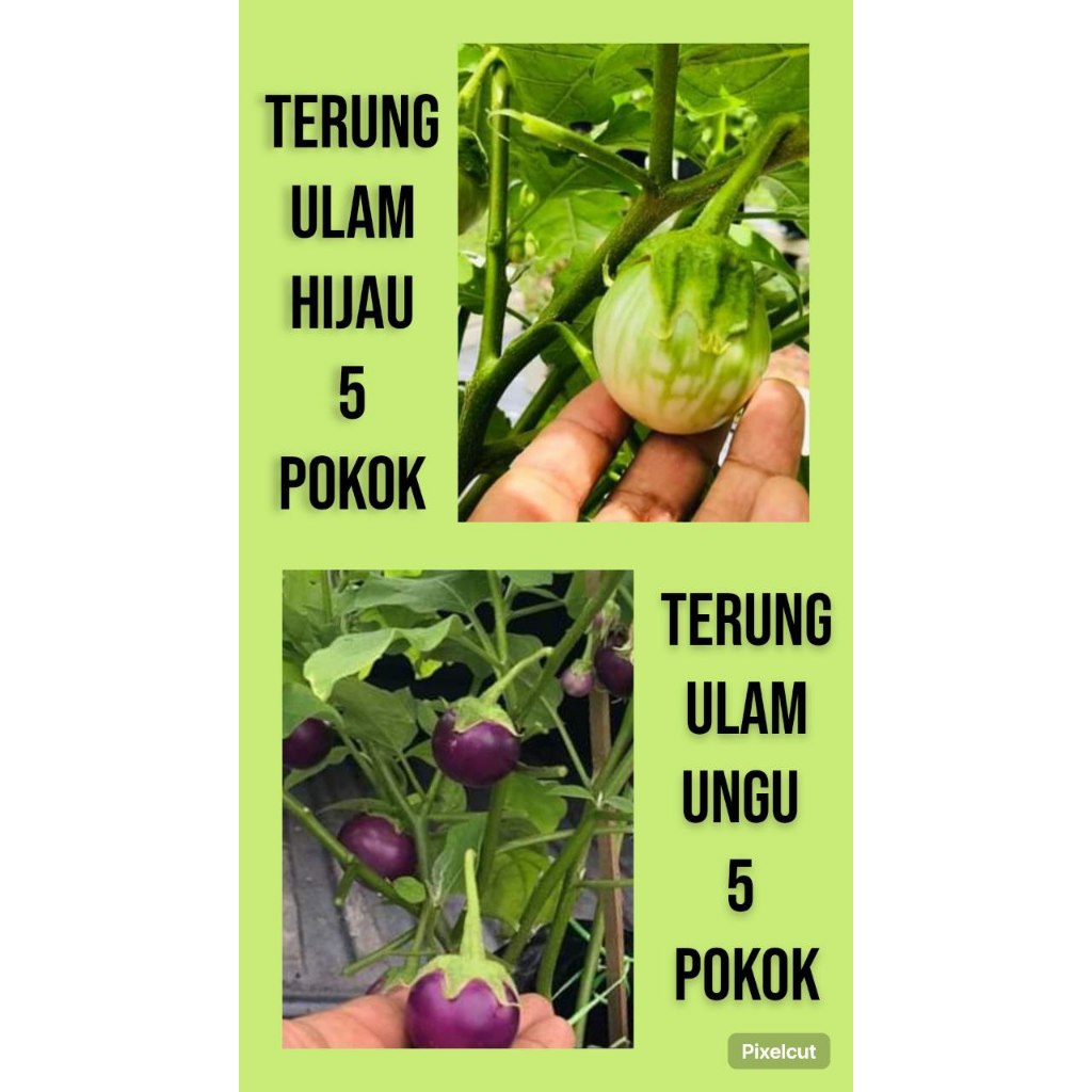 Anak Pokok Terung Ulam MIX ungu (5 pokok) & hijau ( 5 pokok ) | Shopee ...