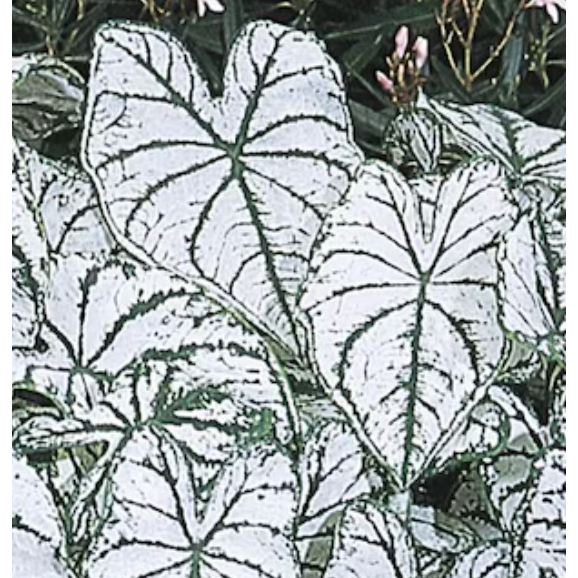 Benih Segar Benih Biji Keladi White Christmas Caladium Seed - 5 Seed ...