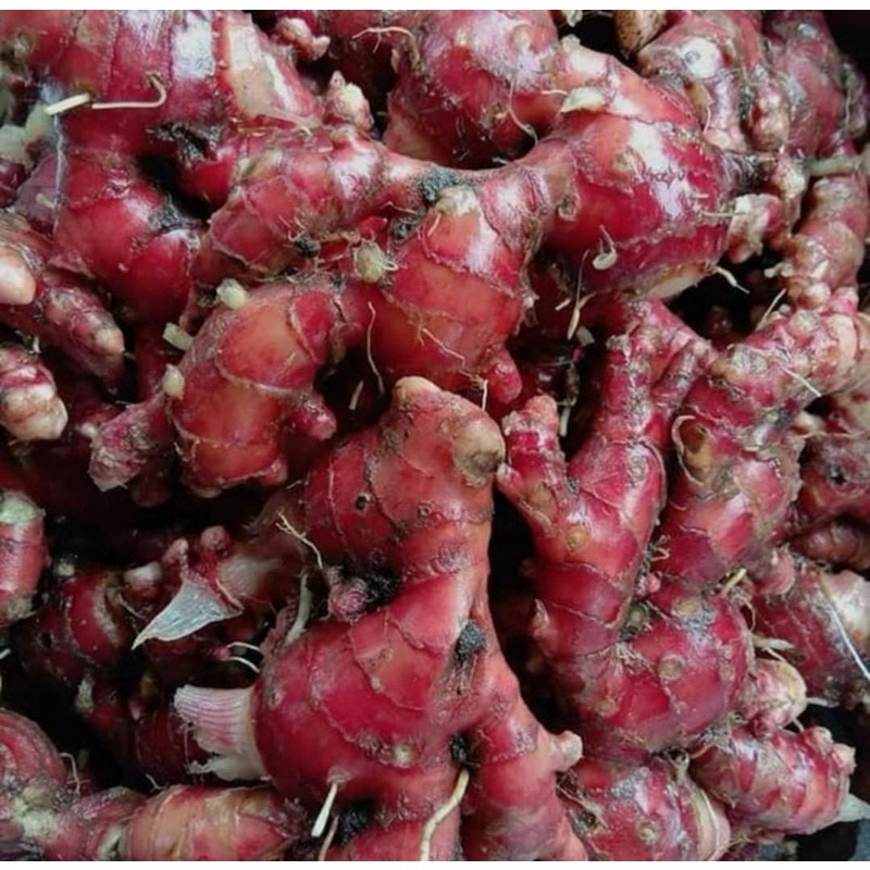 HALIA BARA @ HALIA MERAH FRESH 1kg | Shopee Malaysia