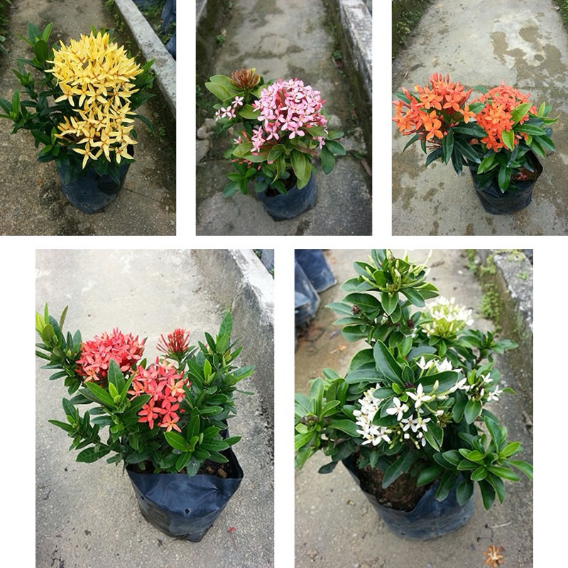 Pokok Bunga Ixora dwarf ( jenis berdaun halus ) pelbagai warna | Shopee ...