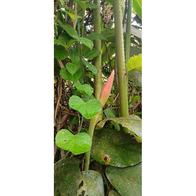 bunga kantan & rizom @induk pokok kantan | Shopee Malaysia