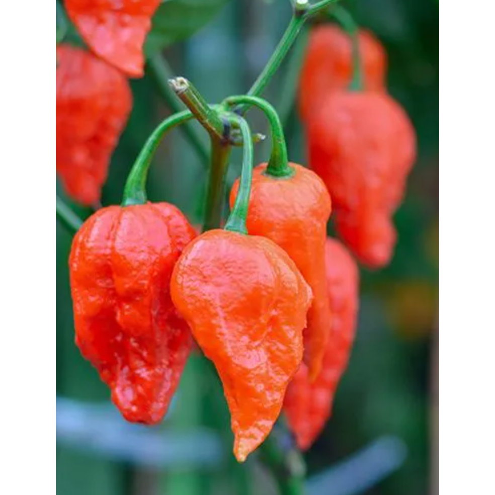 Biji Benih Cili Devil Pepper Indian Ghost Chili Seed - 5 Seed | Shopee ...