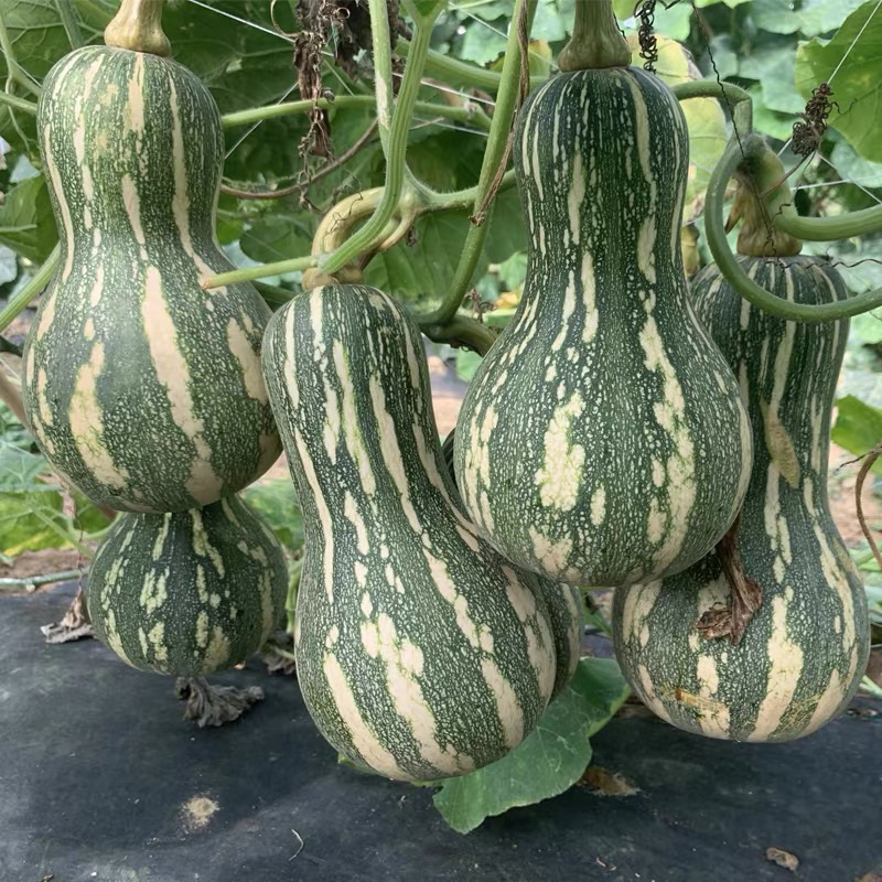 F1 Taiwan Peanuts Pumpkin Seeds - 5pcs | Shopee Malaysia