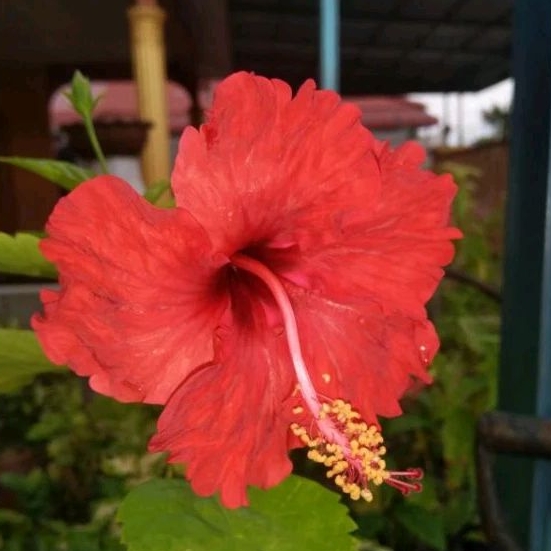大红花小树（Anak Pokok Bunga Raya) | Shopee Malaysia