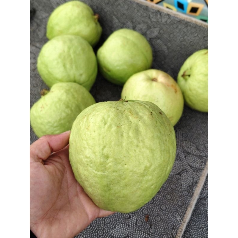 JAMBU LOHAN FRESH DAN BESAR 1KG | Shopee Malaysia