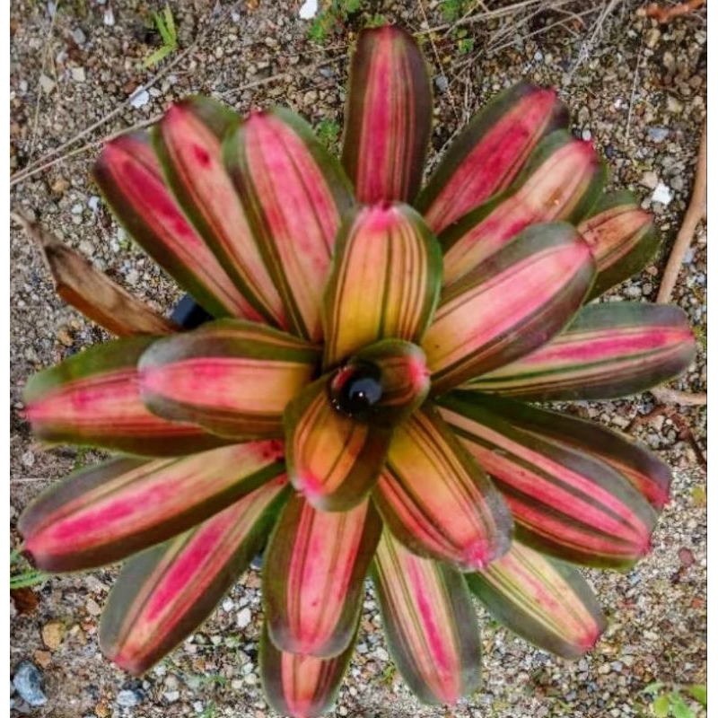 Bromeliad Neoregelia Compacta | Shopee Malaysia