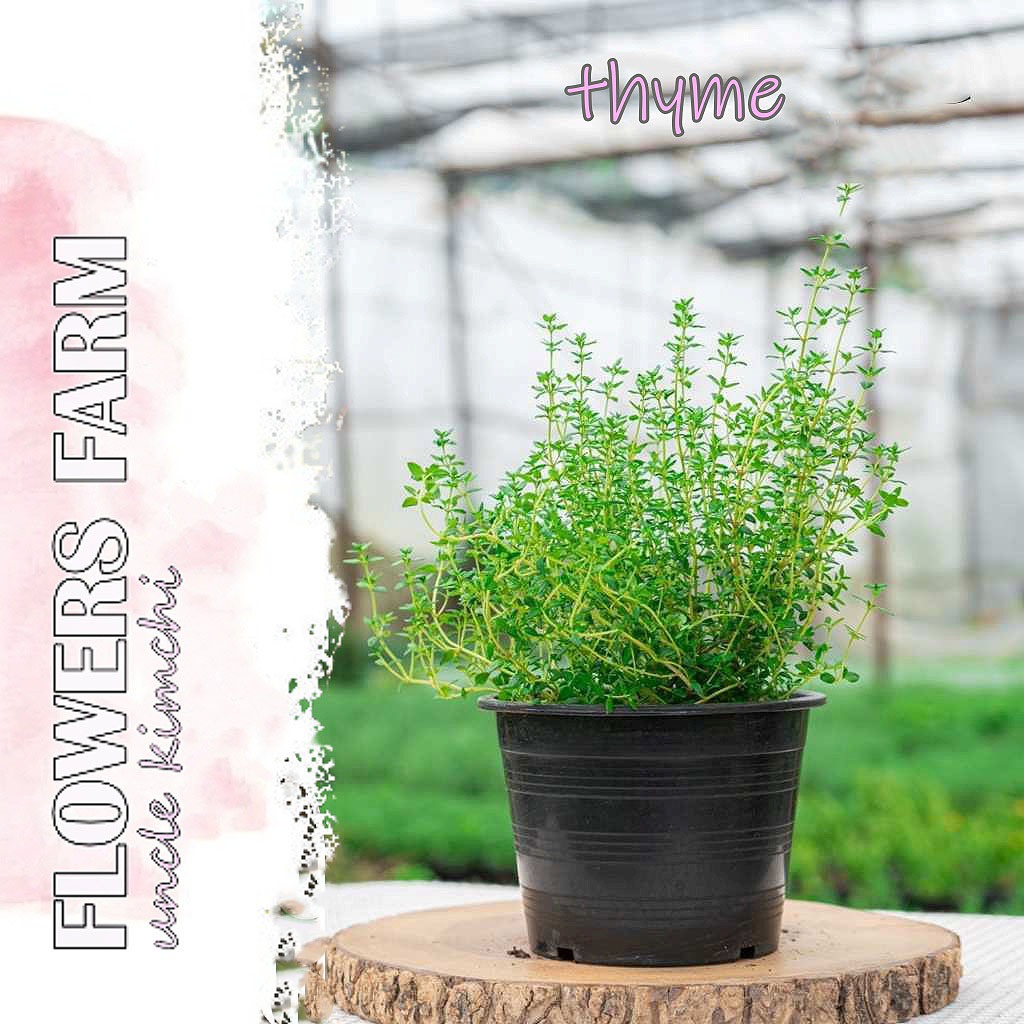 Thyme 百里香 Pokok Hidup/Pokok Herba/Live Plant | Shopee Malaysia