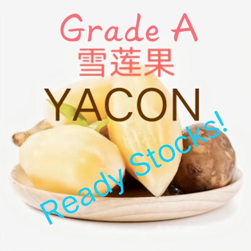 Organik (1kgGred A ) UBI Yacon Menghasilkan Cameron Highlands,Organic ...
