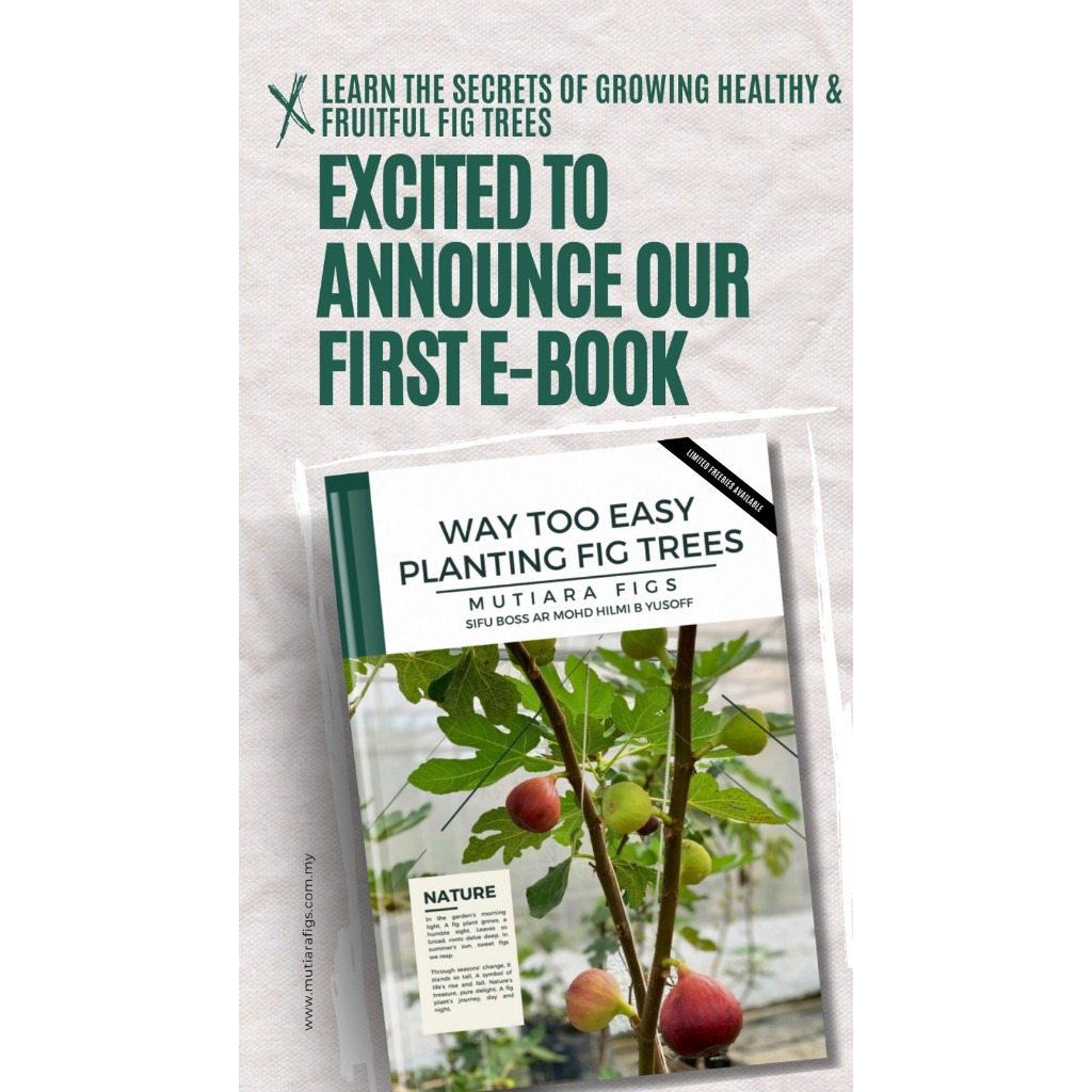 EBOOK "WAY TOO EASY PLANTING FIG TREES" Product description: Plant Fig ...