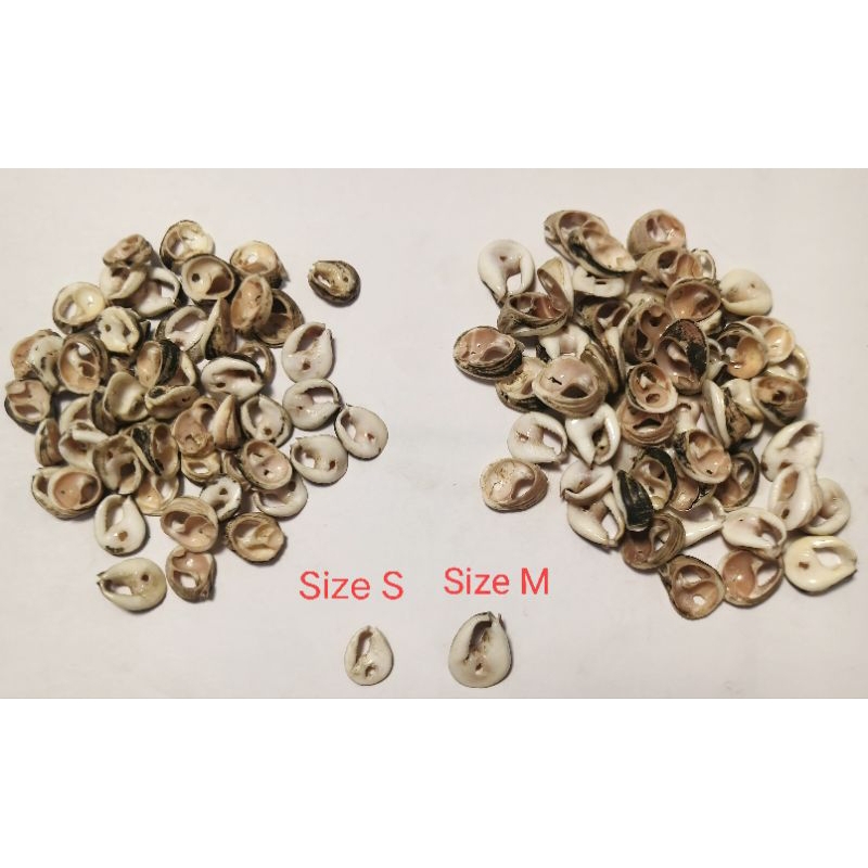 Seashell/Burie Kelia/(250g/500g/1kg) | Shopee Malaysia