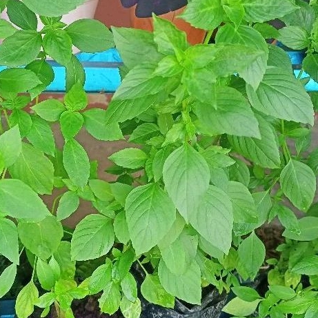 1 Anak Pokok Thai Basil Saiz Besar dalam polybeg | Shopee Malaysia
