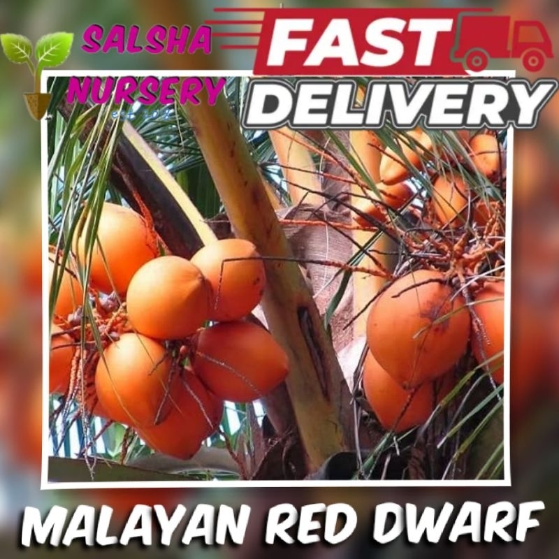 💥🔥 Pokok Kelapa Malayan Red Dwarf MRD kelapa rendah cepat berbuah ...