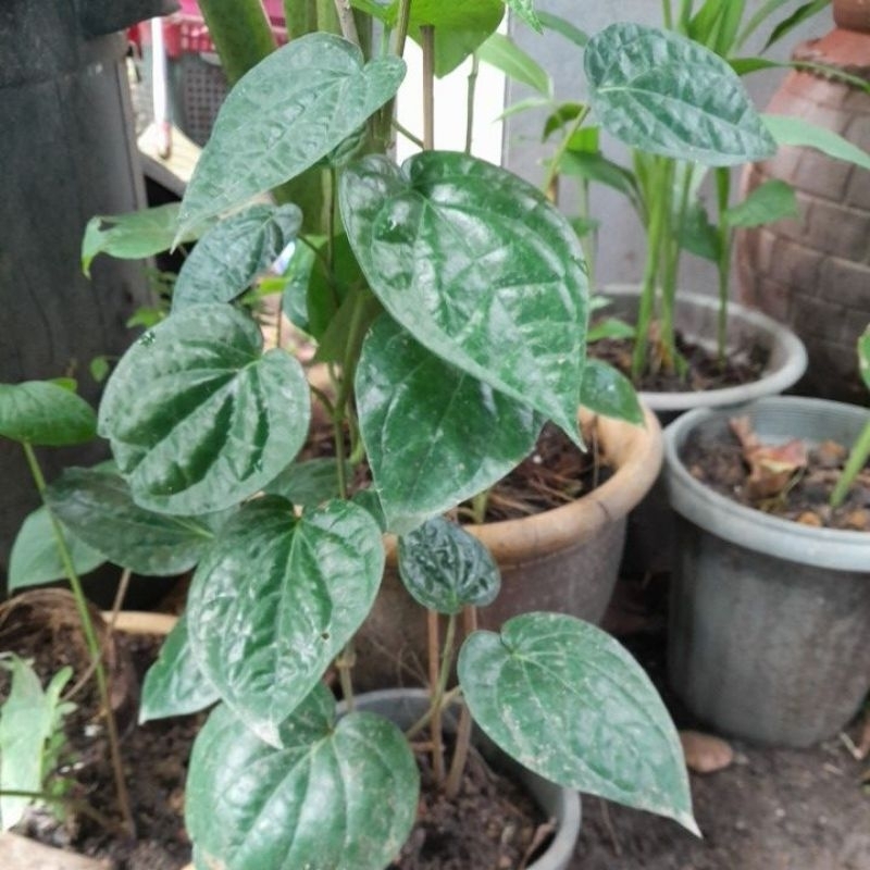 Pokok Sireh[Daun Besar]Dalam polibeg,tanaman untuk pelbagai kegunaan ...