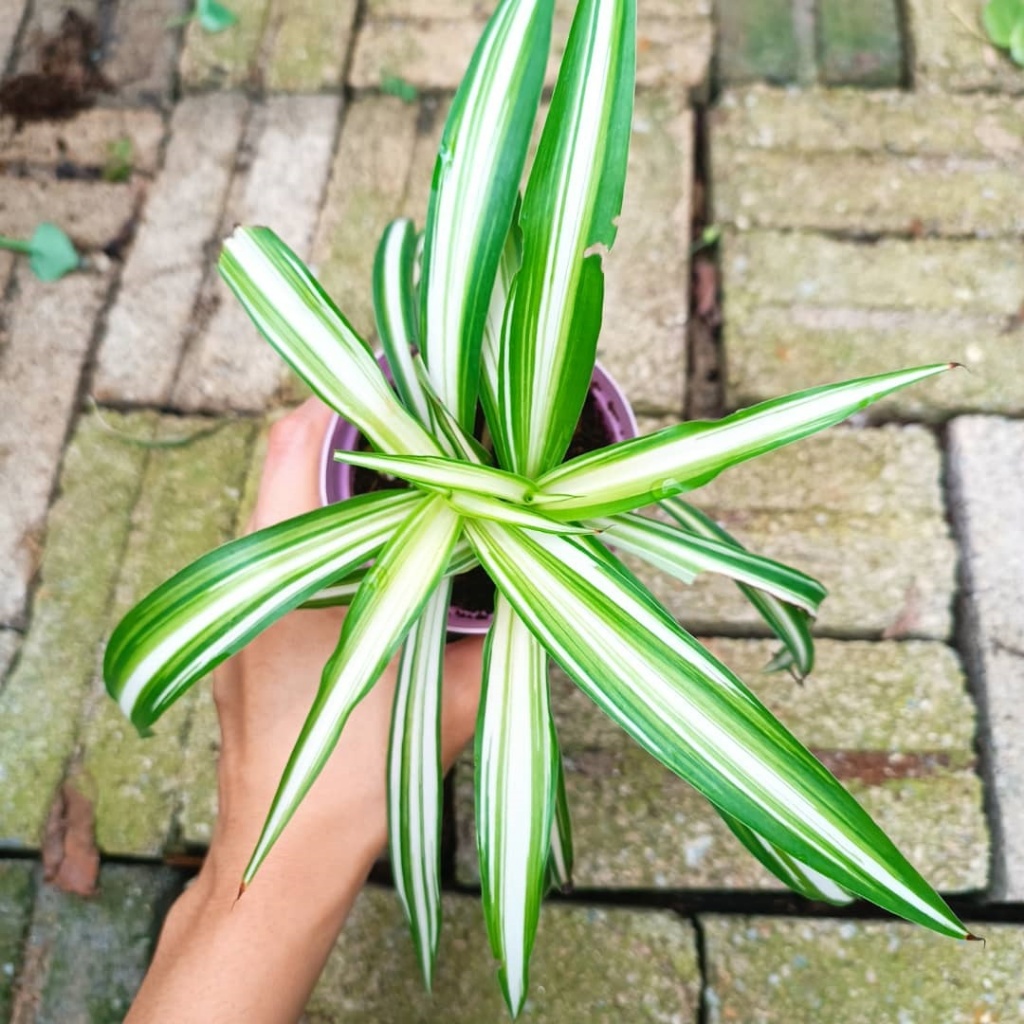 LUSH ECO - Anak Pokok Spider Lily Spider Plant Hanging Plant 吊兰 ...