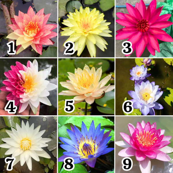 Thai Water Lily matured Tropical Aquatic live plant Bunga telipok hidup ...