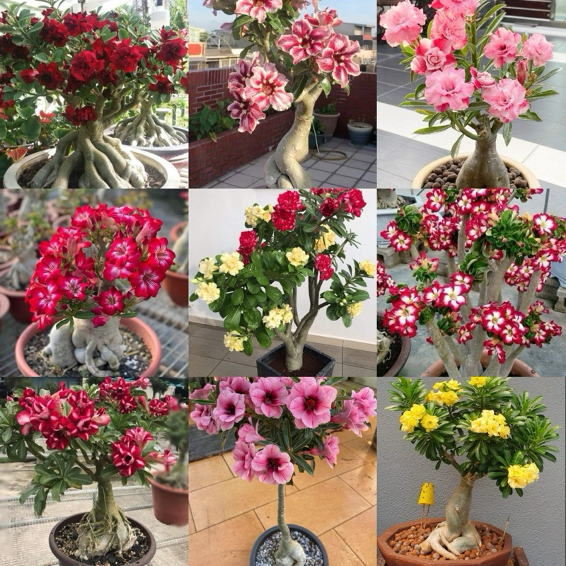 ADENIUM GRAFTED PLANT THAI MULTI LAYER / POKOK BUNGA KEMBOJA THAI ...