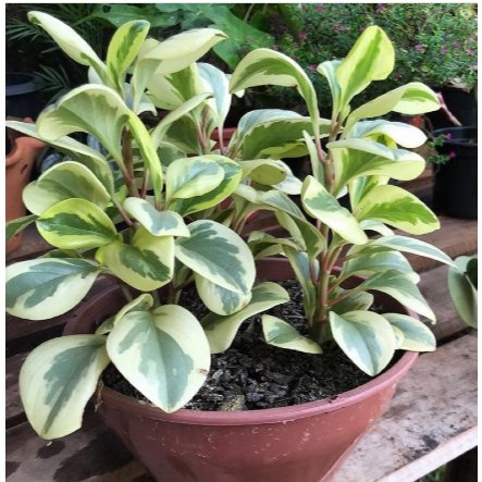 Peperomia Caperata Variegated Baby Rubber Plant | Shopee Malaysia