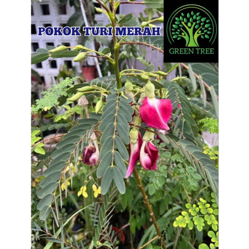 Pokok Turi Merah (2 feet +-) | Shopee Malaysia