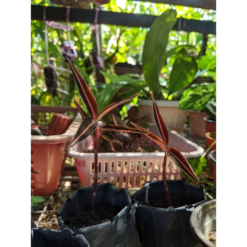 Tropical Plant/Orchidaceae/Borneo Plant/RARE WILD/Ready Stock ...