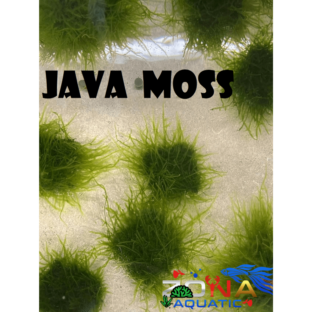 READY STOCK | JAVA MOSS | LOW TECH AQUATIC PLANT | FOR AQUASCAPE MOSS ...