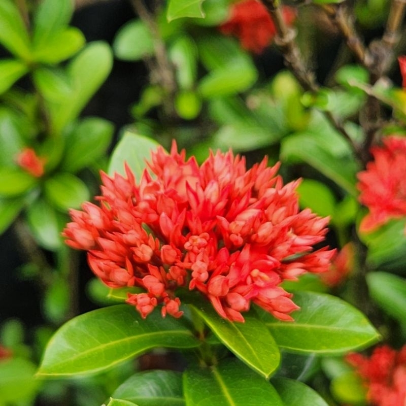 Red Ixora rose real live plant / pokok ixora rose | Shopee Malaysia