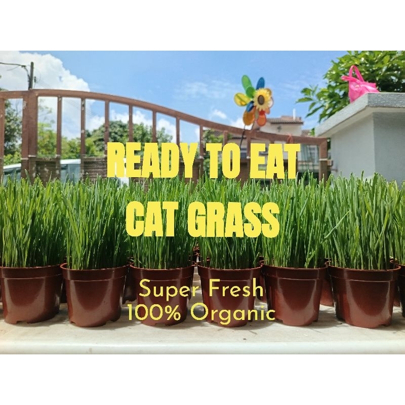 Sedia Dimakan Pasu Rumput Kucing Cat grass Siap Tumbuh makanan kucing ...