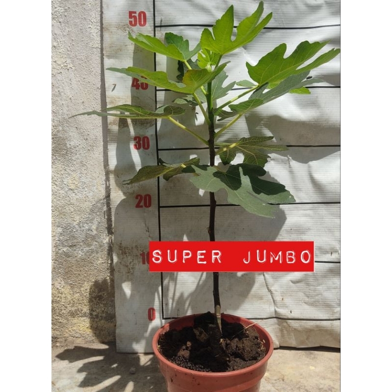 Super Jumbo Tin Fig Anak pokok | Shopee Malaysia