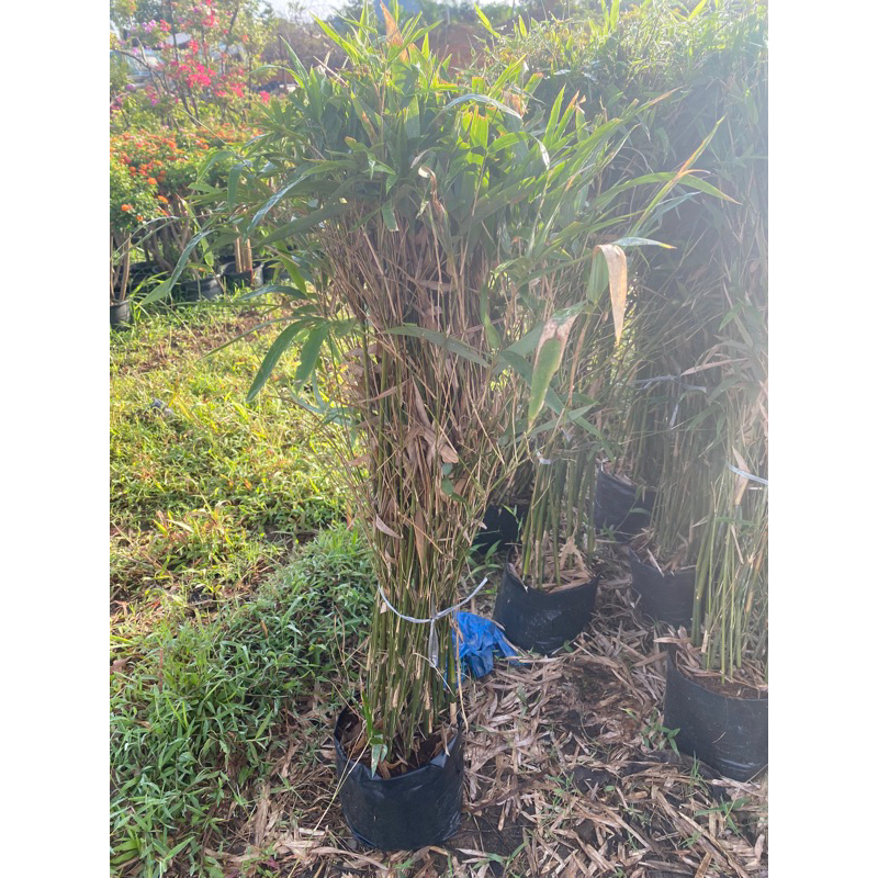 Buluh pagar thai/ pokok bukuh cina / pokok buluh peleting | Shopee Malaysia