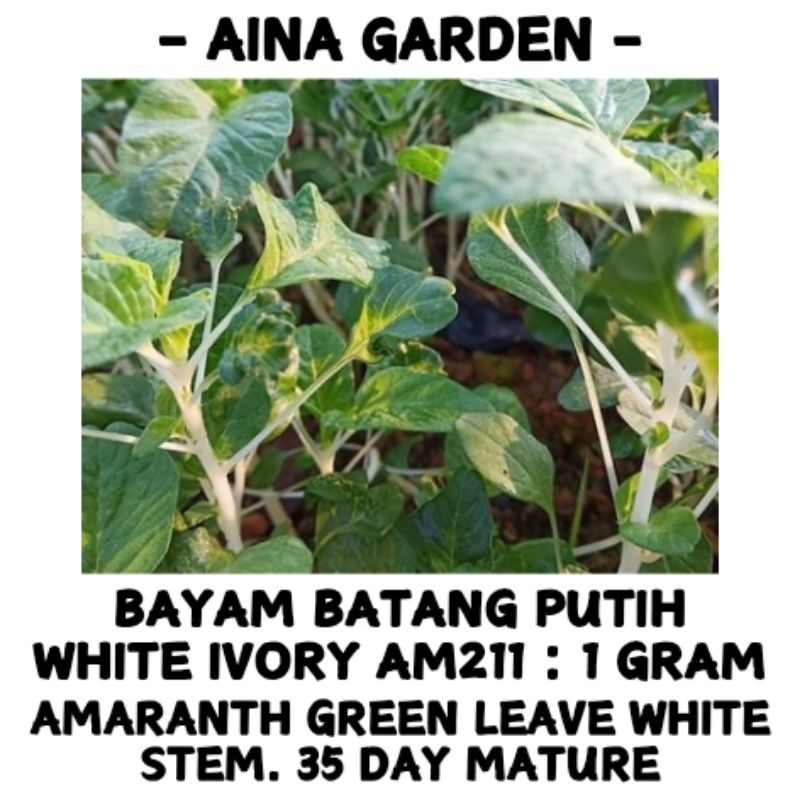 HSK [1gram] BAYAM BATANG PUTIH WHITE STEM AMARANTH SEED/BIJI BENIH ...