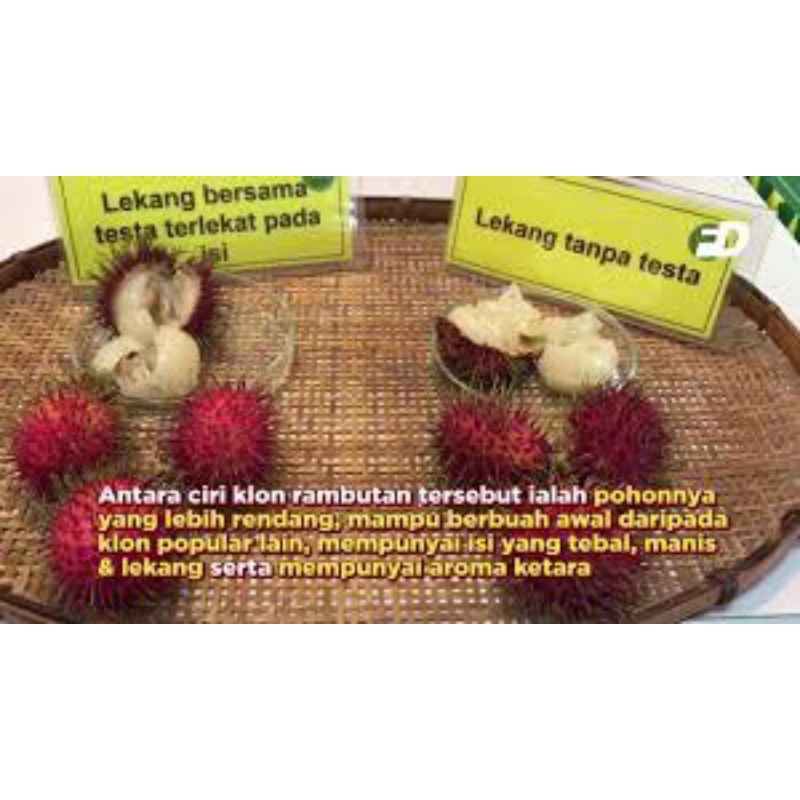 Anak Pokok Rambutan Mutiara Wangi | Shopee Malaysia