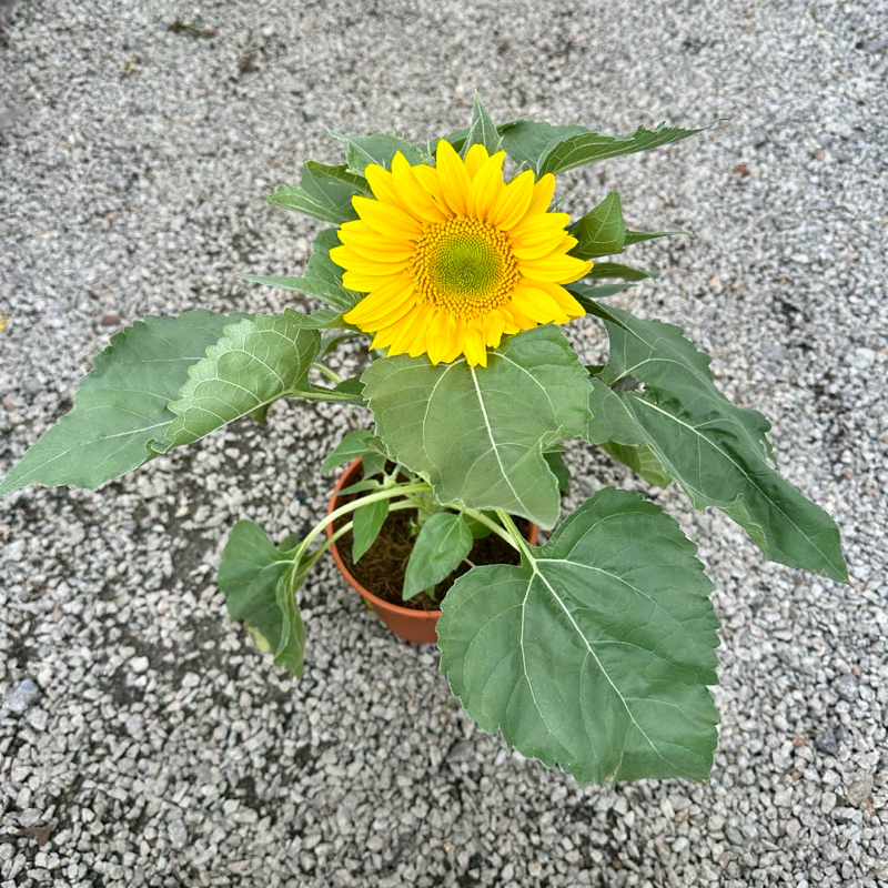 🔥OUTDOOR🔥 DWARF SUNFLOWER TREE / Pokok Bunga Matahari Renek / Sun ...