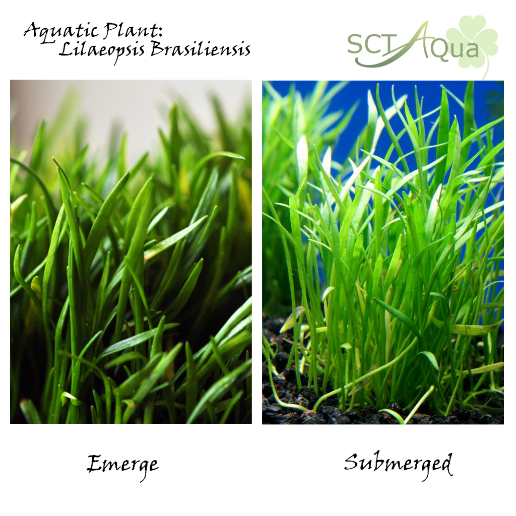 Lilaeopsis Brasiliensis 草皮(pack)-emerged水上叶/Aquatic plants/Tumbuhan ...