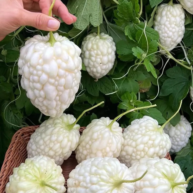 Benih Taiwan Peria Epal (Putih / Hijau) -3pcs /Taiwan White Apple ...