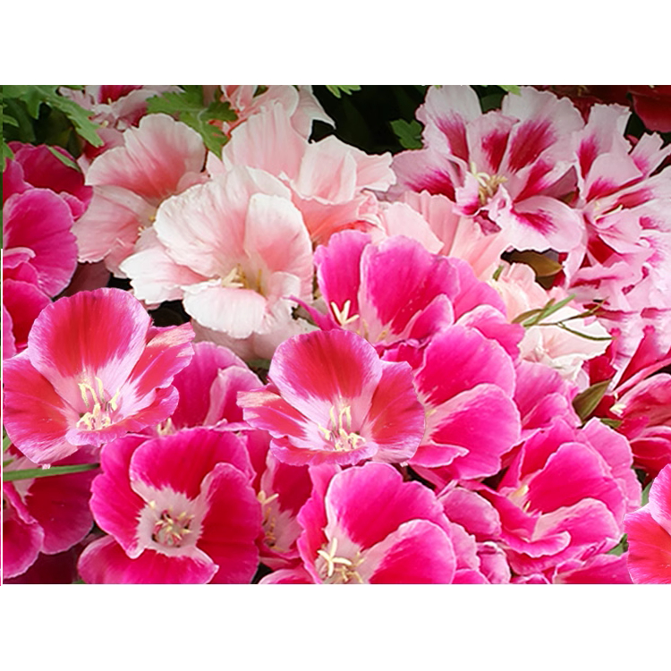 Biji Benih Bunga Godetia Amoena (Mix Colour) (20 seeds) 古代稀种子 (混色 ...