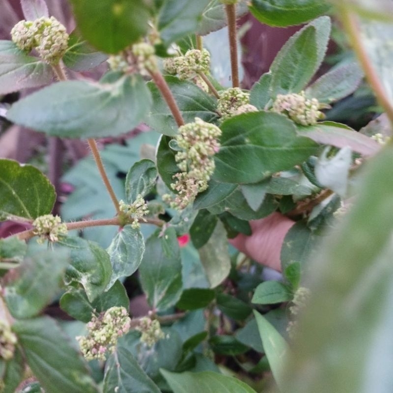 Traditional Herbal Pokok Ara Tanah/Susu Nabi Ubat Sakit Gout | Shopee ...