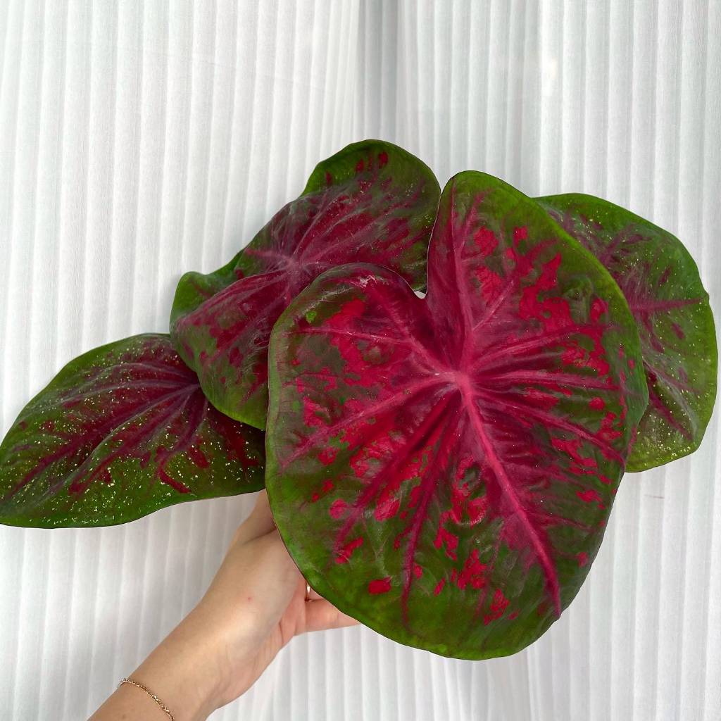 Caladium Fire Storm (Red Caladium) | Shopee Malaysia